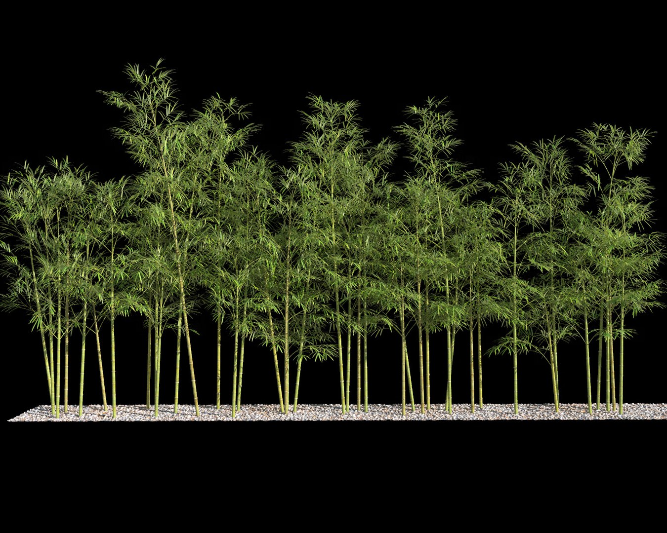 Bamboo Trees 4 3d Max