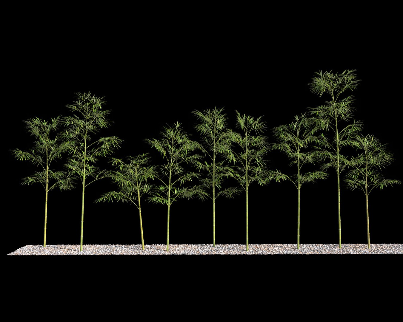 Bamboo Trees 4 3d Max