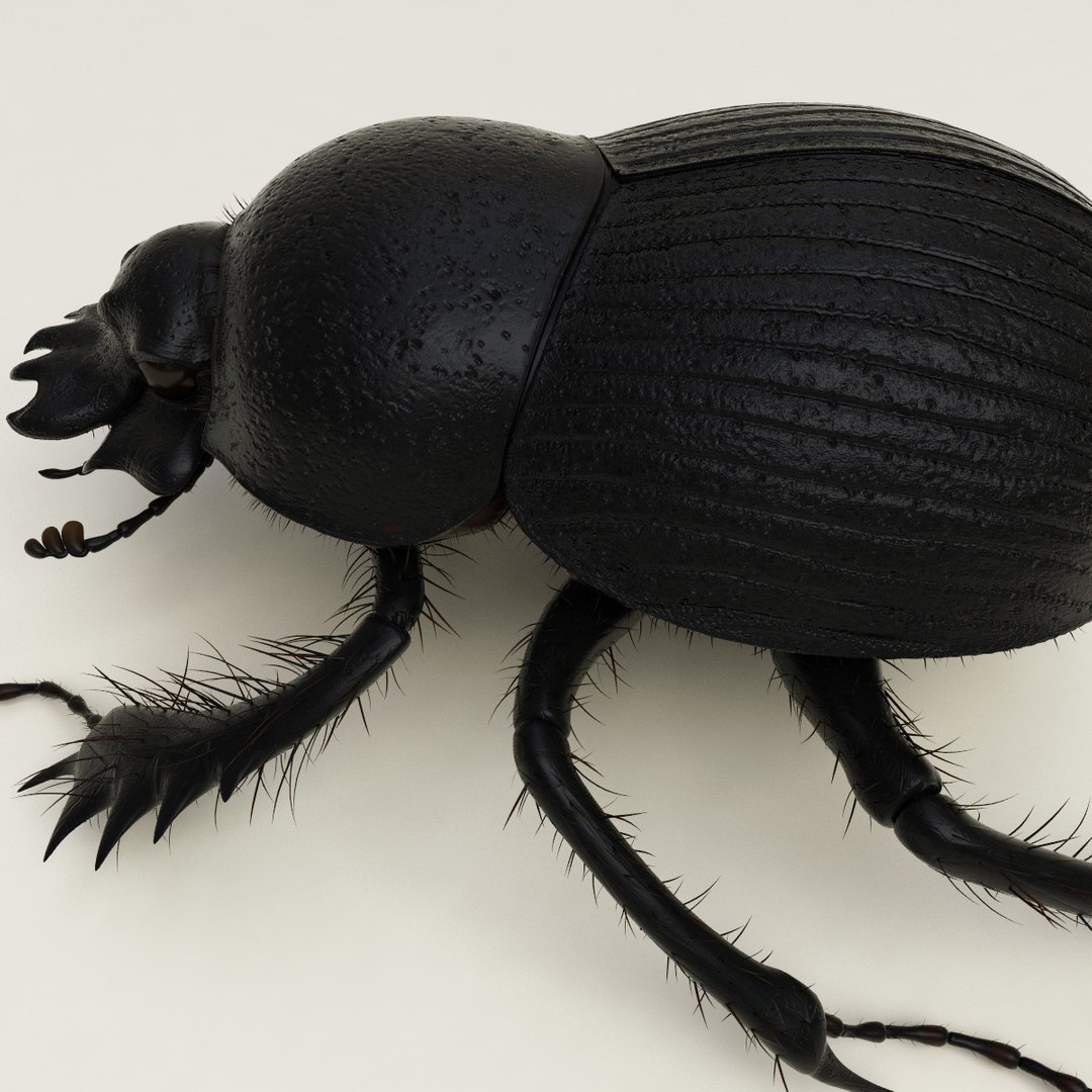 Max Dung Beetle