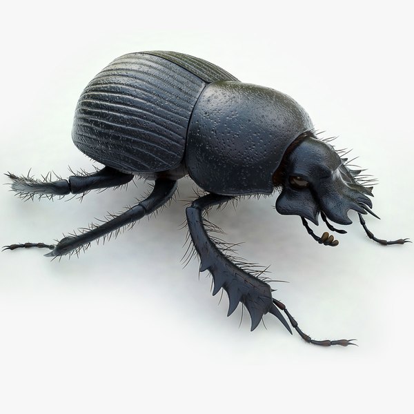 Dung Beetle 3D Models for Download | TurboSquid