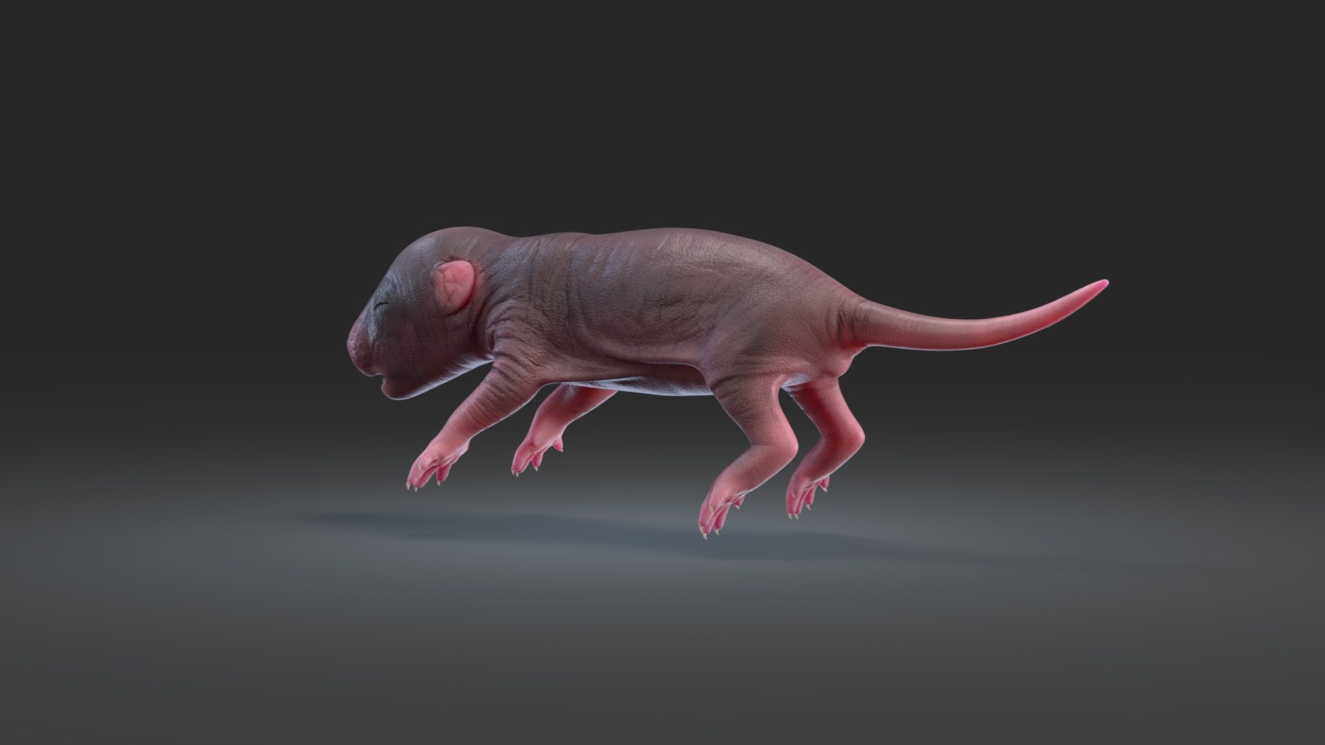 3D Rat Baby Newborn - TurboSquid 1471806