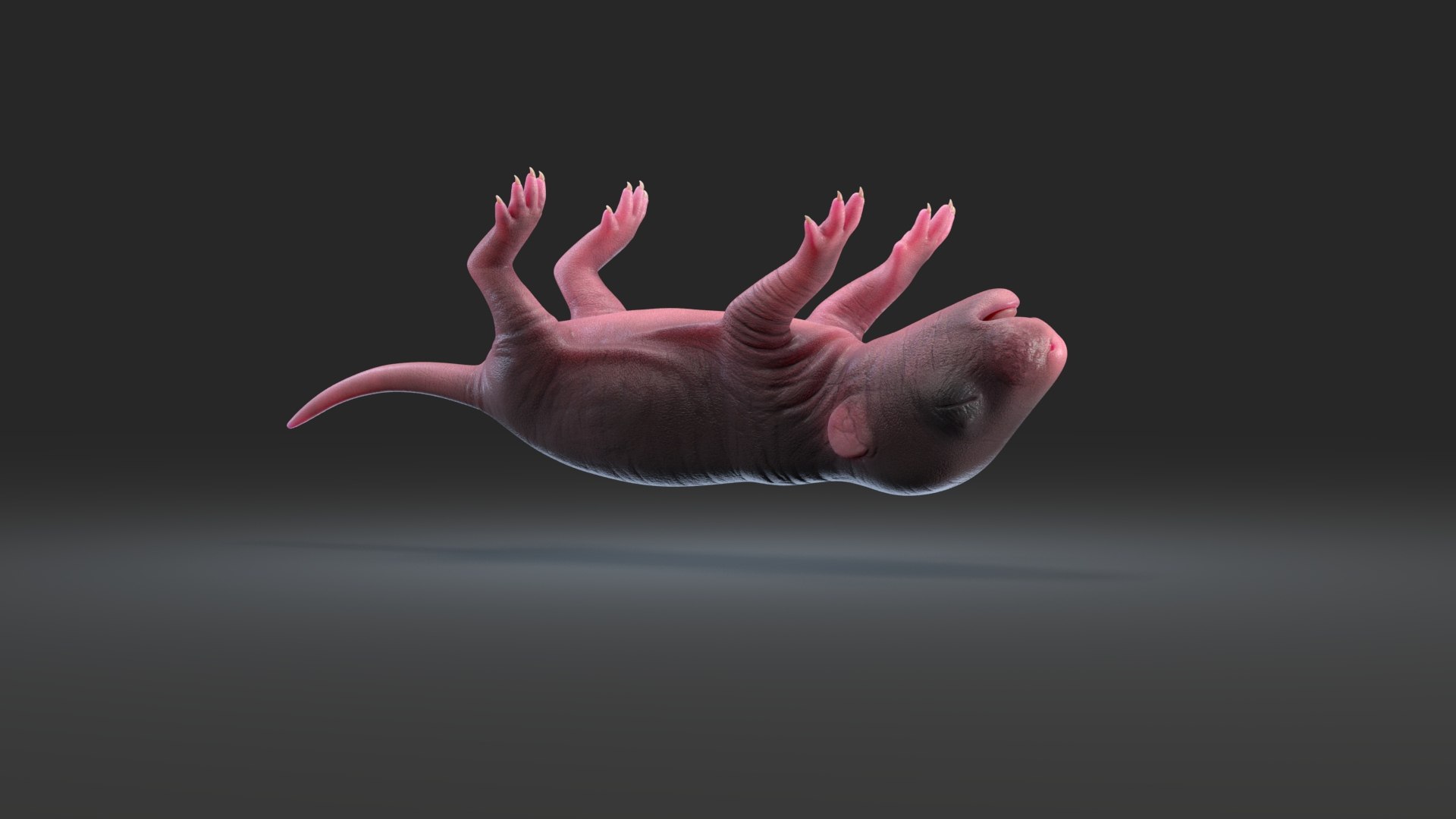 3D Rat Baby Newborn - TurboSquid 1471806