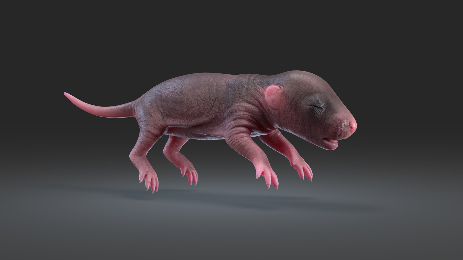 3D Rat Baby Newborn - TurboSquid 1471806