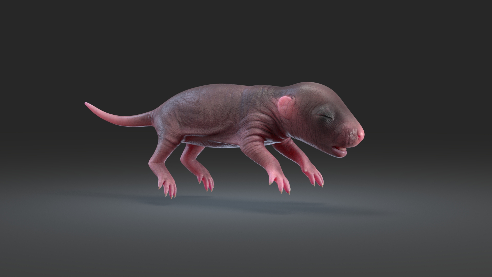 3D Rat Baby Newborn - TurboSquid 1471806