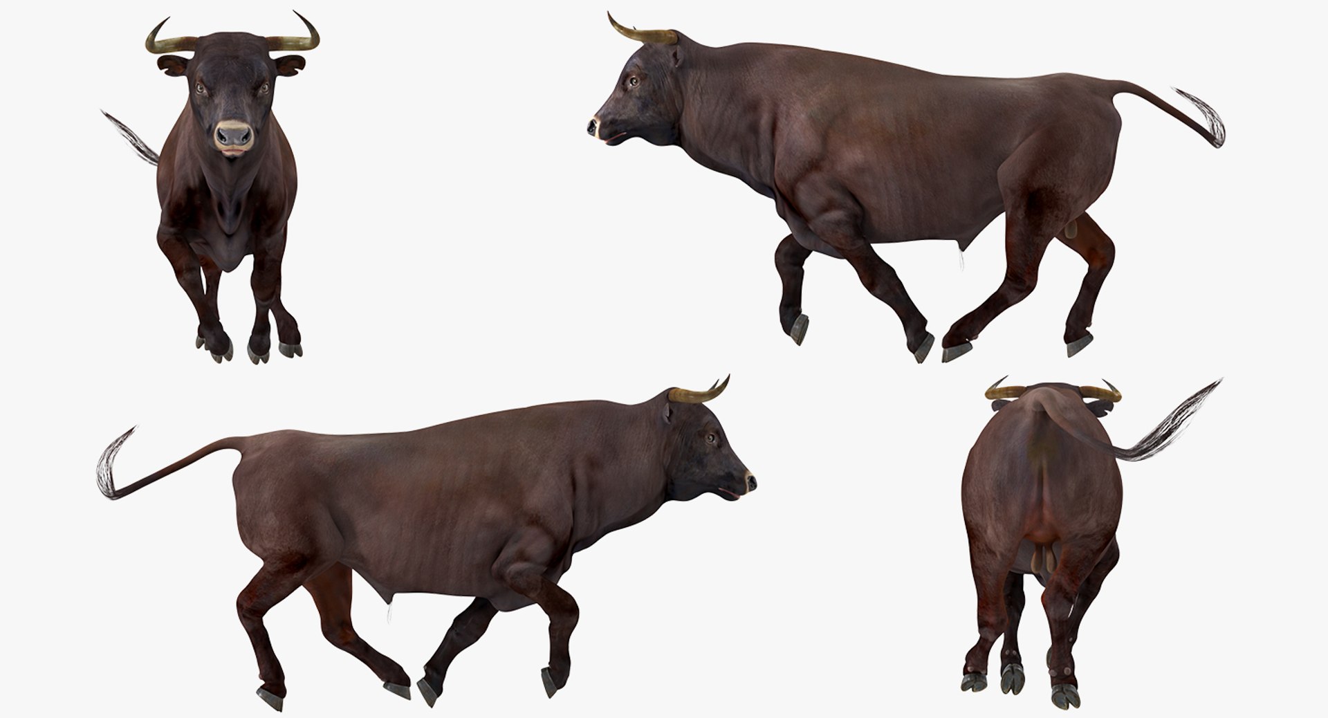 3D Bull Running Pose Model - TurboSquid 1217757