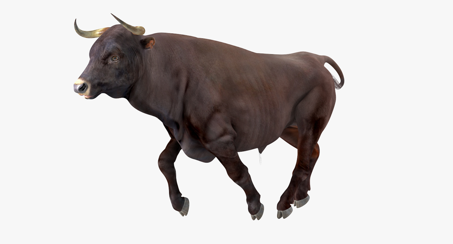 3D Bull Running Pose Model - TurboSquid 1217757