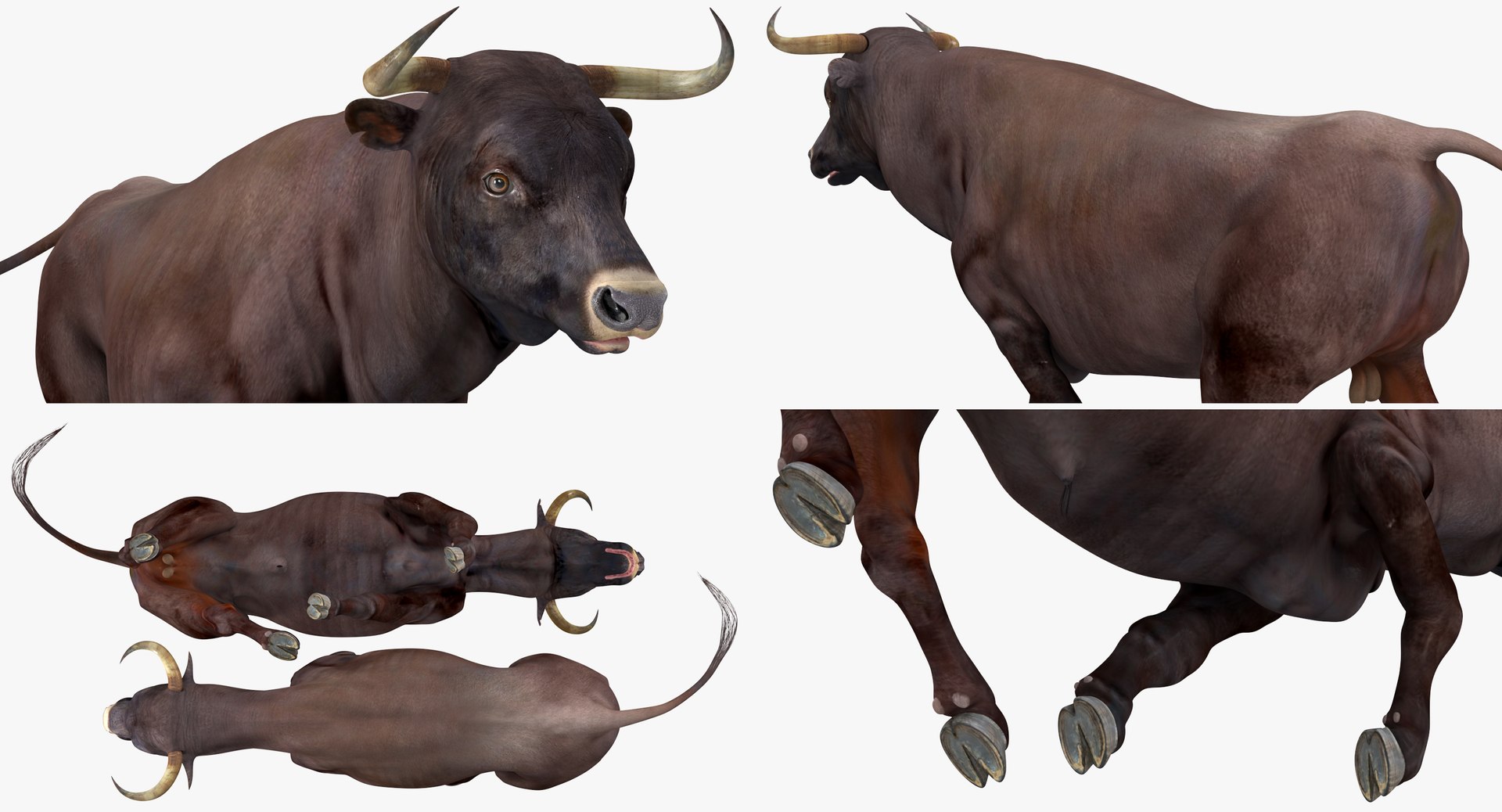 3D Bull Running Pose Model - TurboSquid 1217757