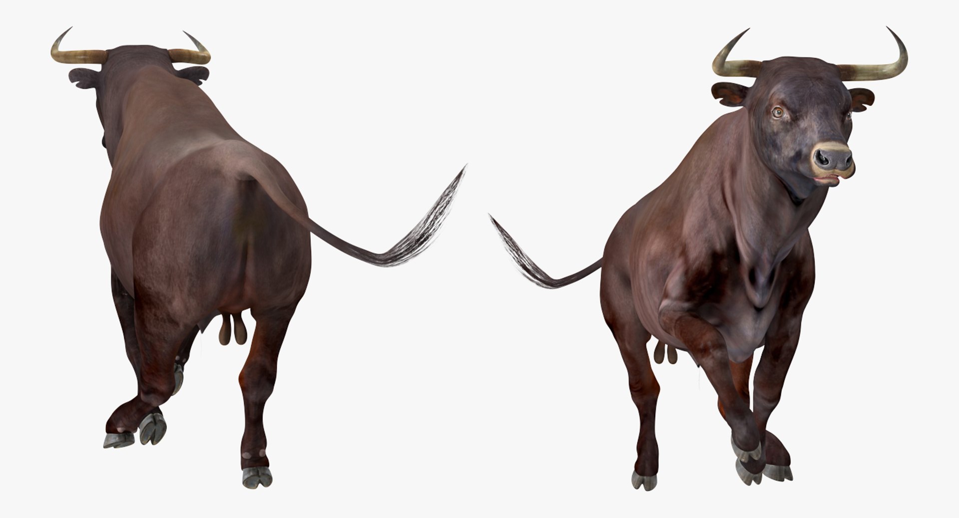3D Bull Running Pose Model - TurboSquid 1217757