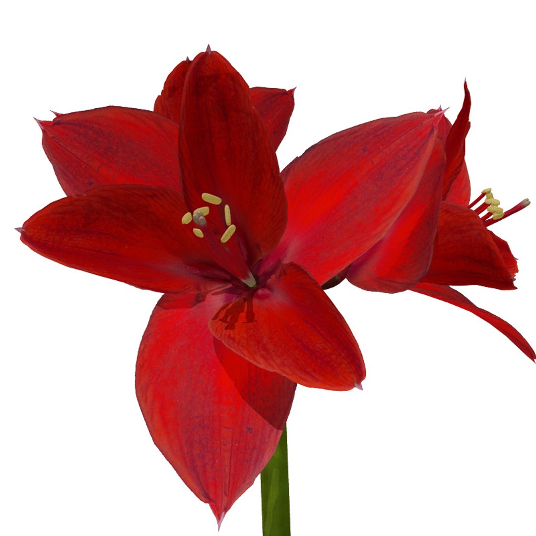 Xfrogplants Amaryllis Plant 3d Model