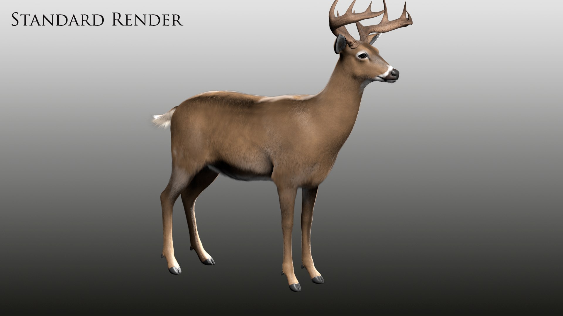 3D odocoileus virginianus model - TurboSquid 1269527