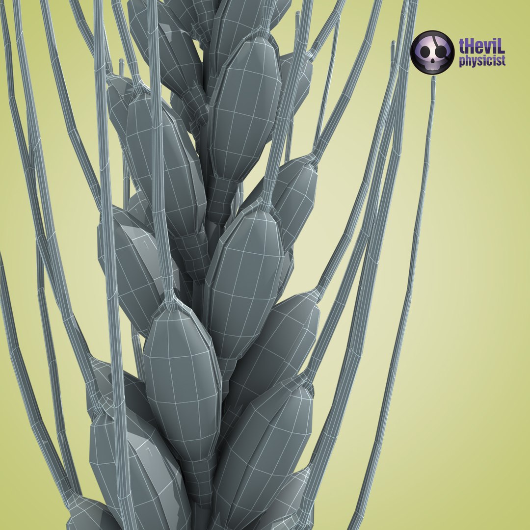 wheat 3d c4d