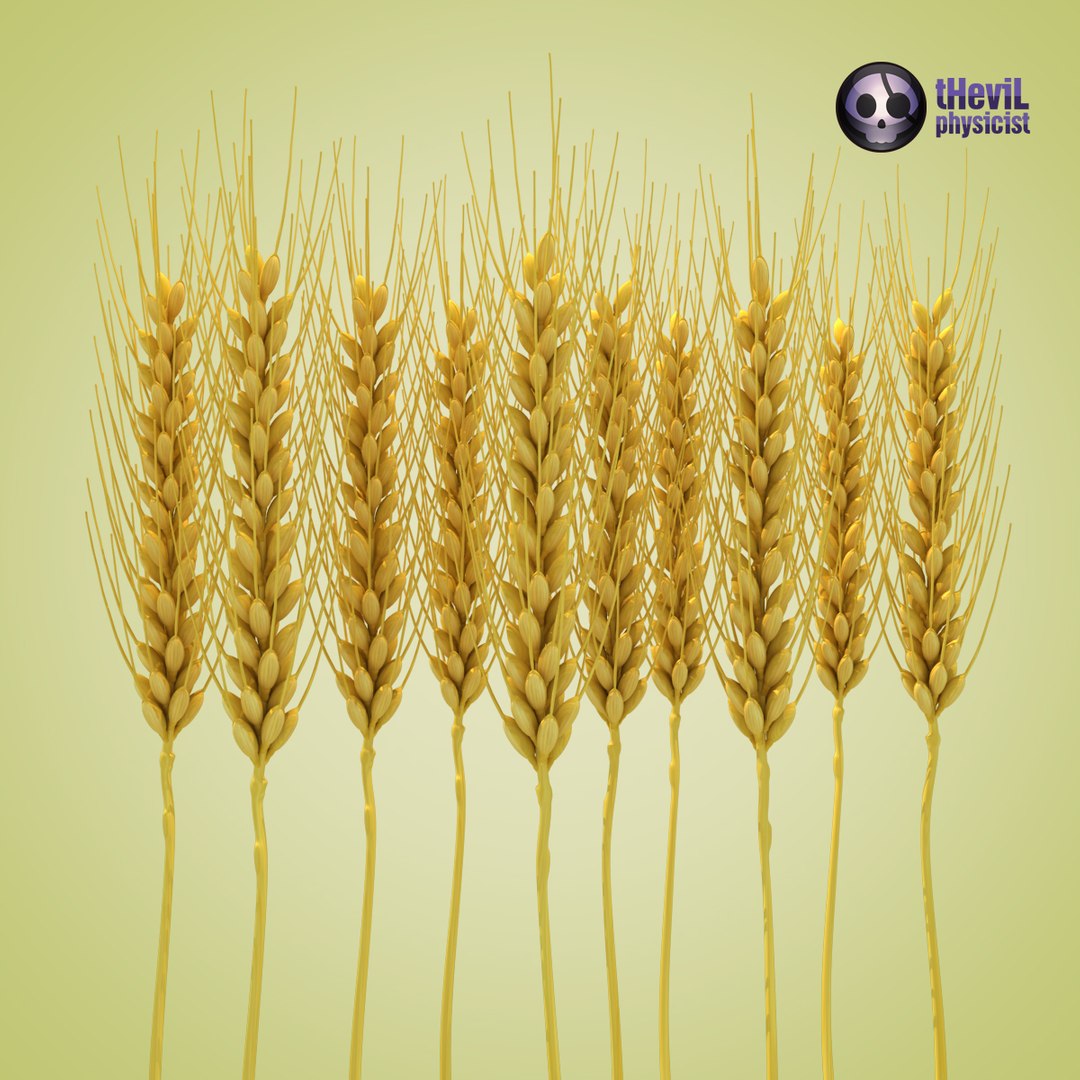 Wheat 3d C4d