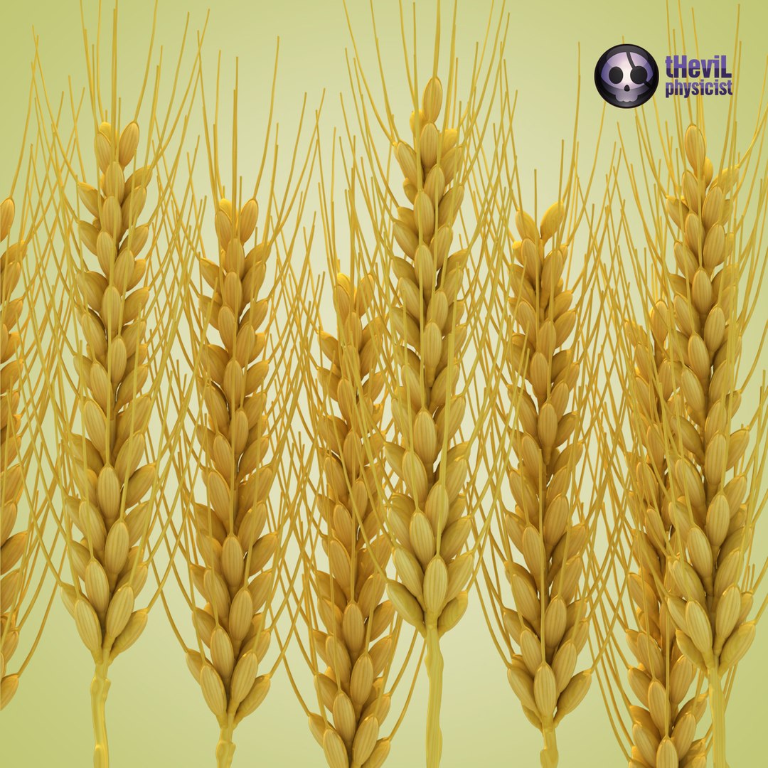 Wheat 3d C4d