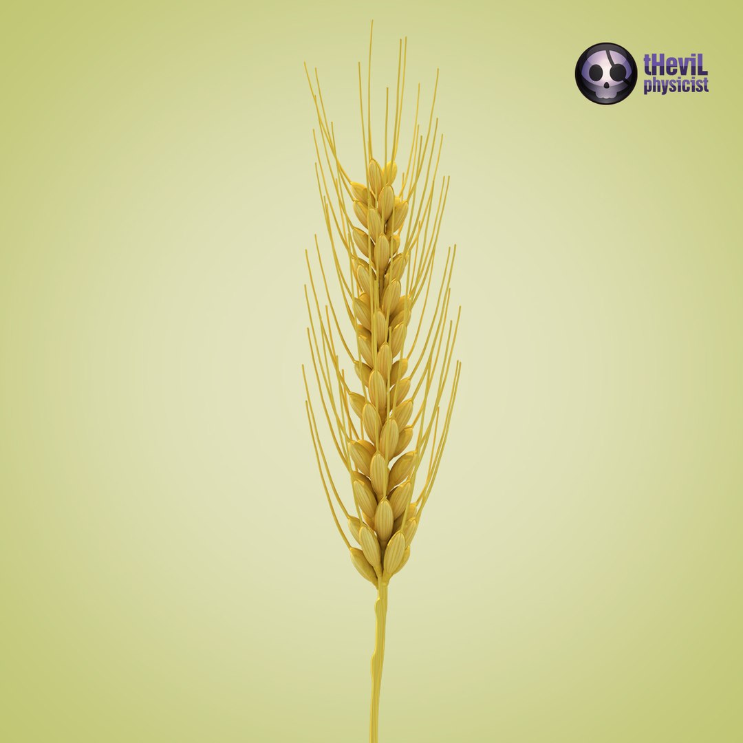 Wheat 3d C4d