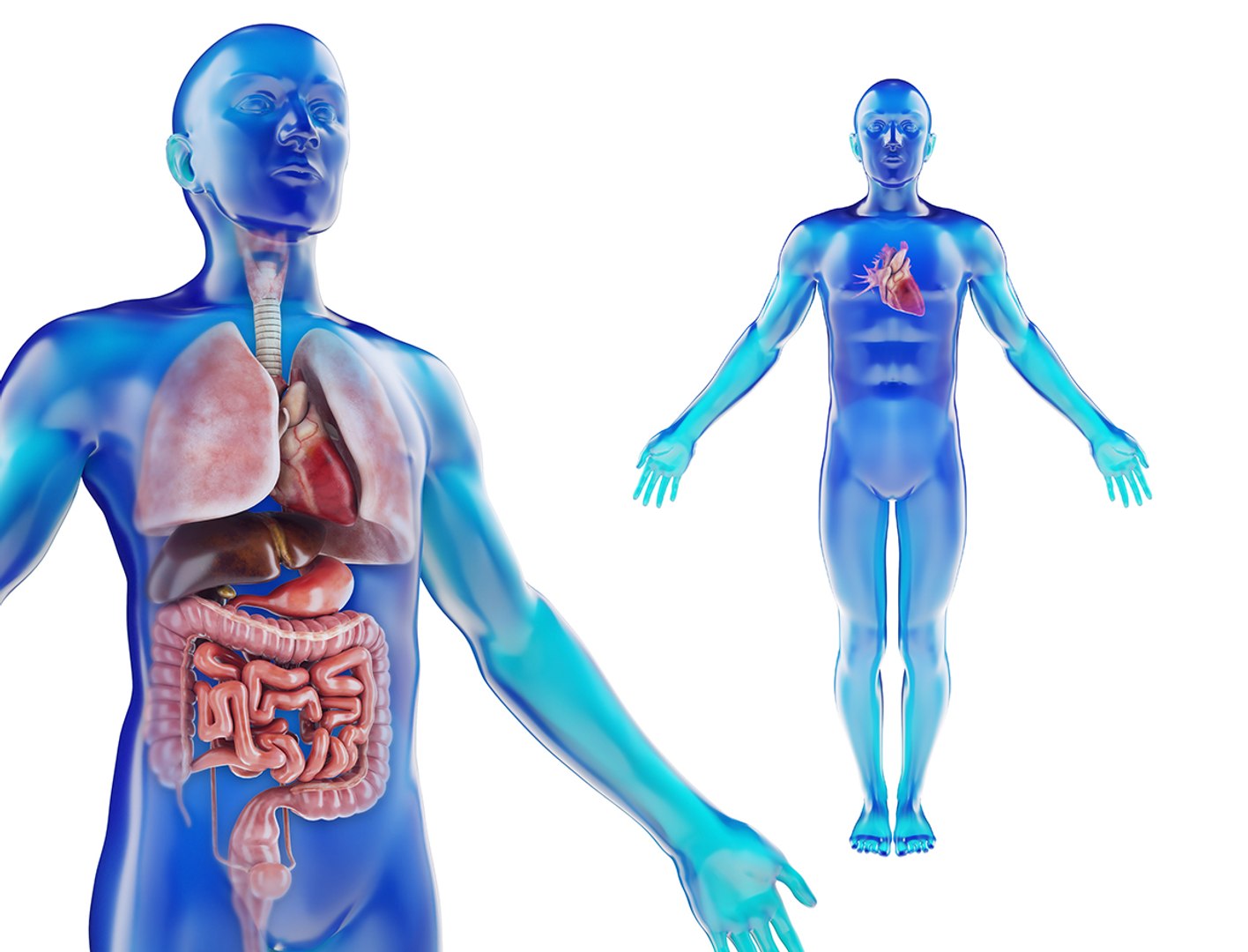 Human male 4k internal organs 3D model - TurboSquid 1544679