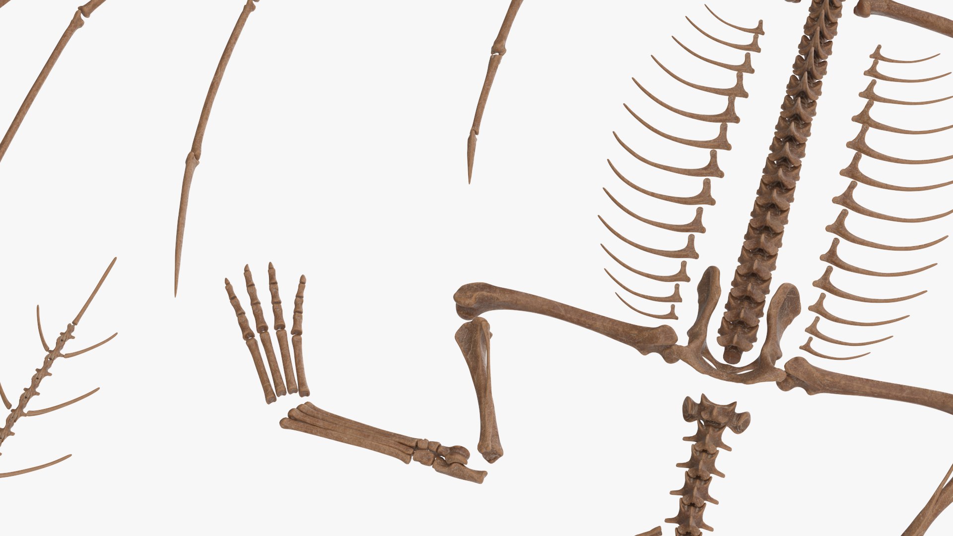 Fossilized Dragon Skeleton In Unfolded State 3D - TurboSquid 2368235