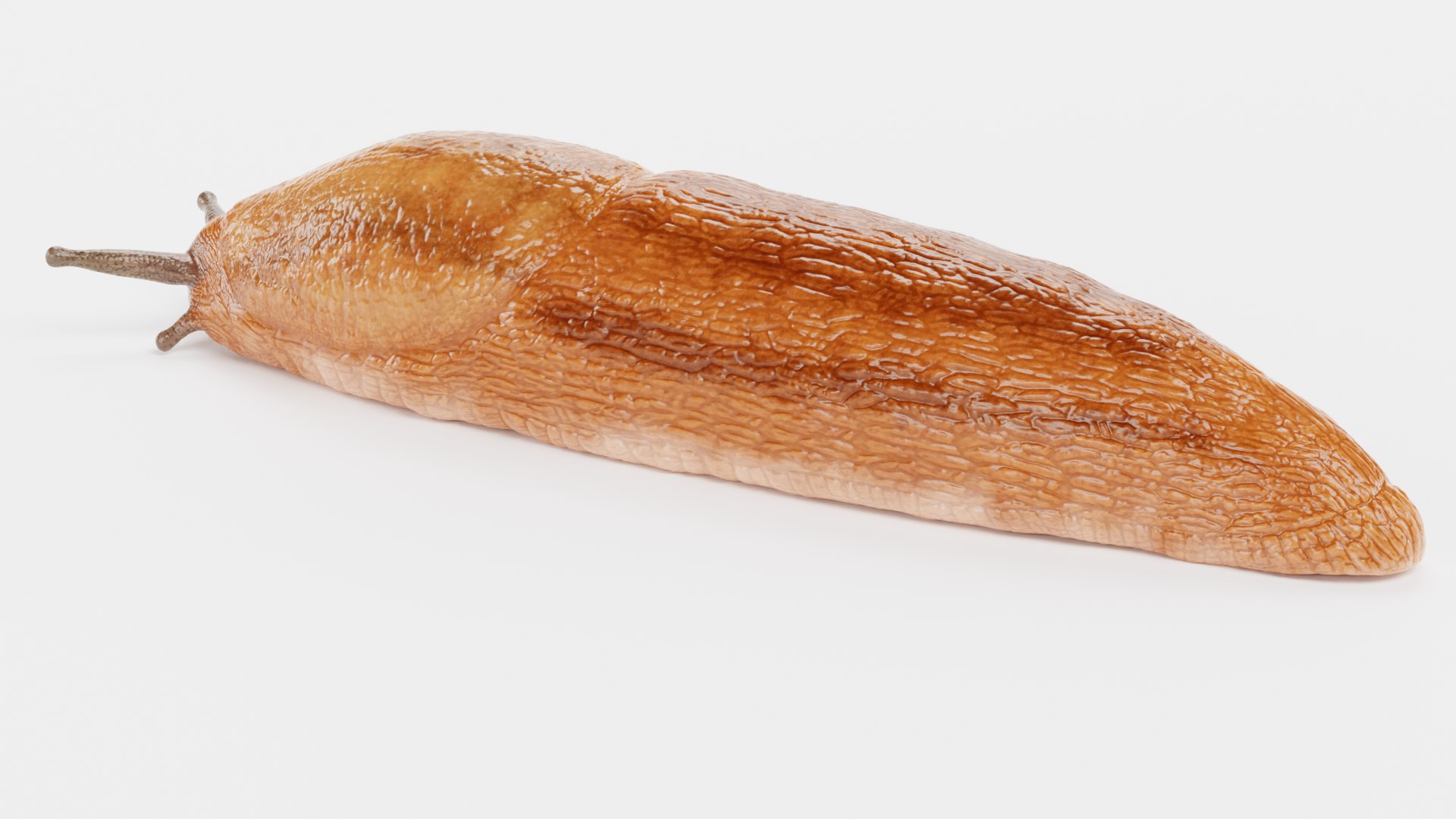 3D Dusky Arion Rigged Animation - TurboSquid 1672876