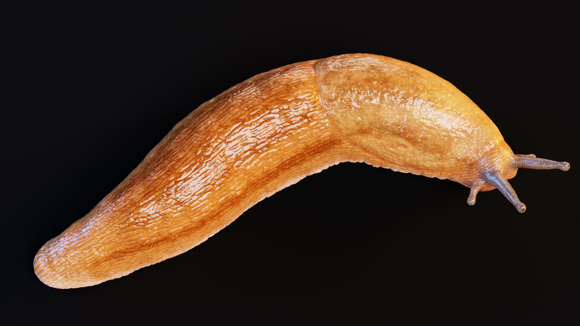 3D Dusky Arion Rigged Animation - TurboSquid 1672876