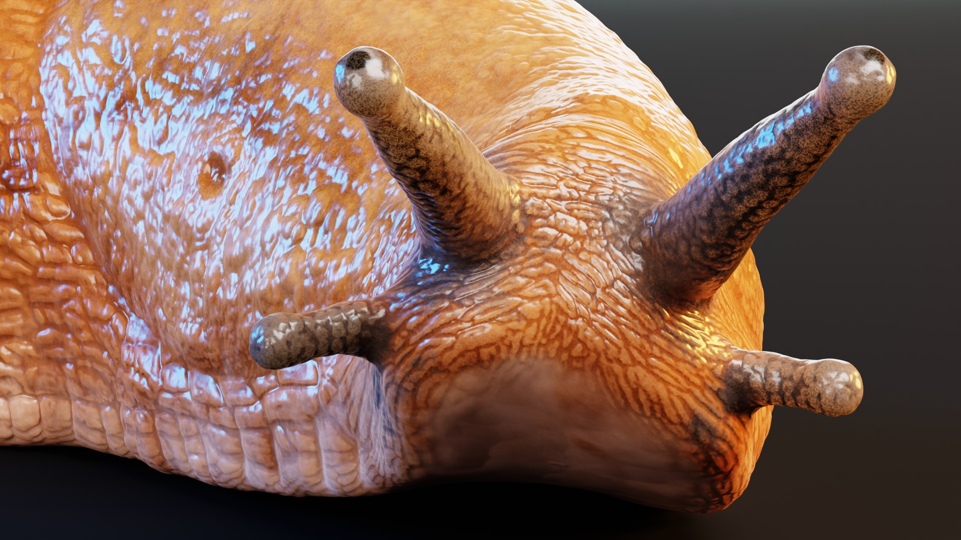 3D Dusky Arion Rigged Animation - TurboSquid 1672876