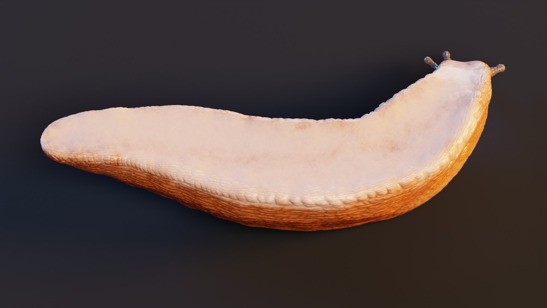 3D Dusky Arion Rigged Animation - TurboSquid 1672876