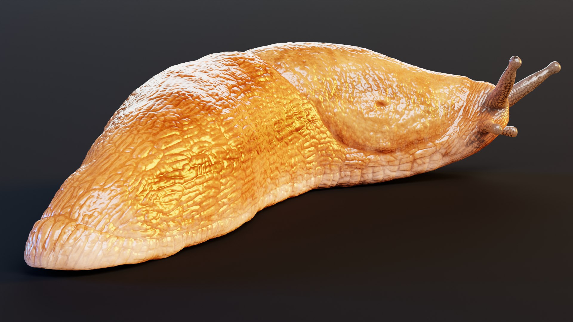 3D Dusky Arion Rigged Animation - TurboSquid 1672876