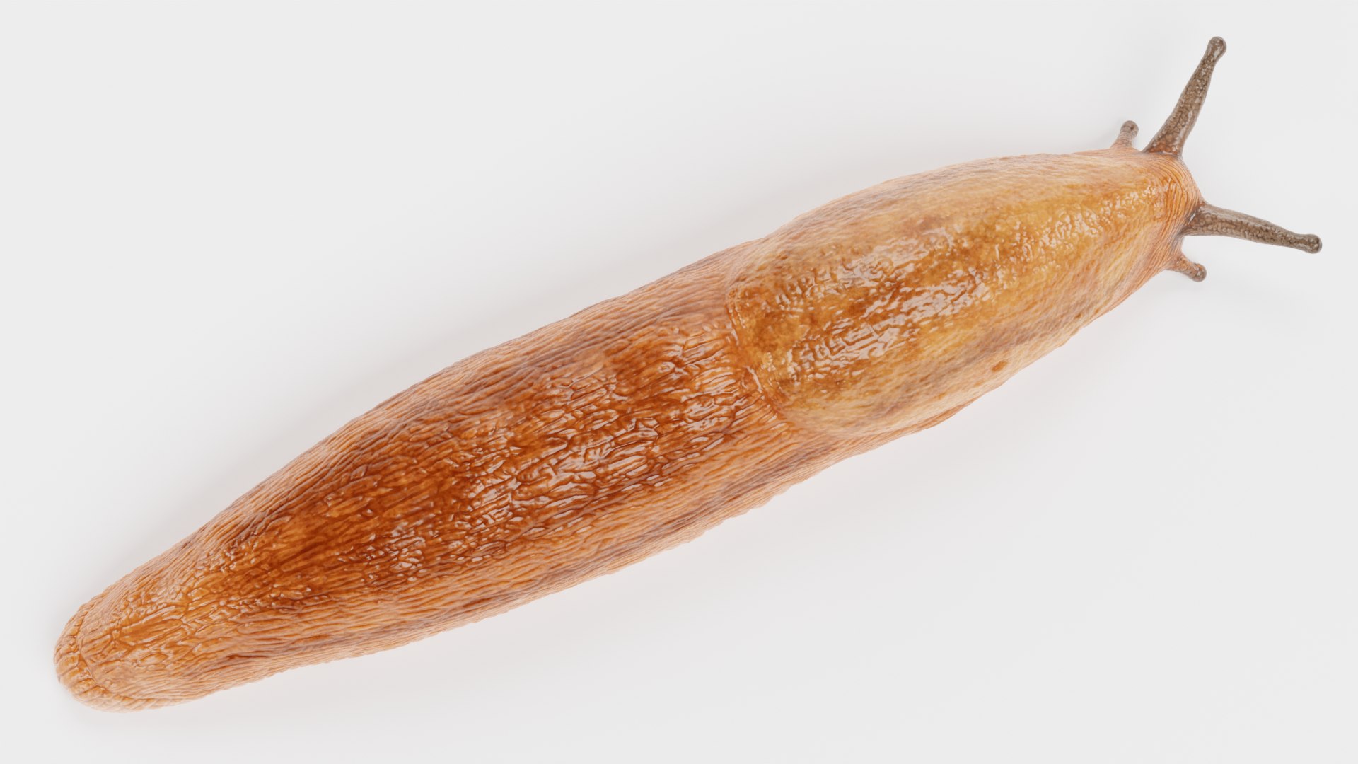 3D Dusky Arion Rigged Animation - TurboSquid 1672876