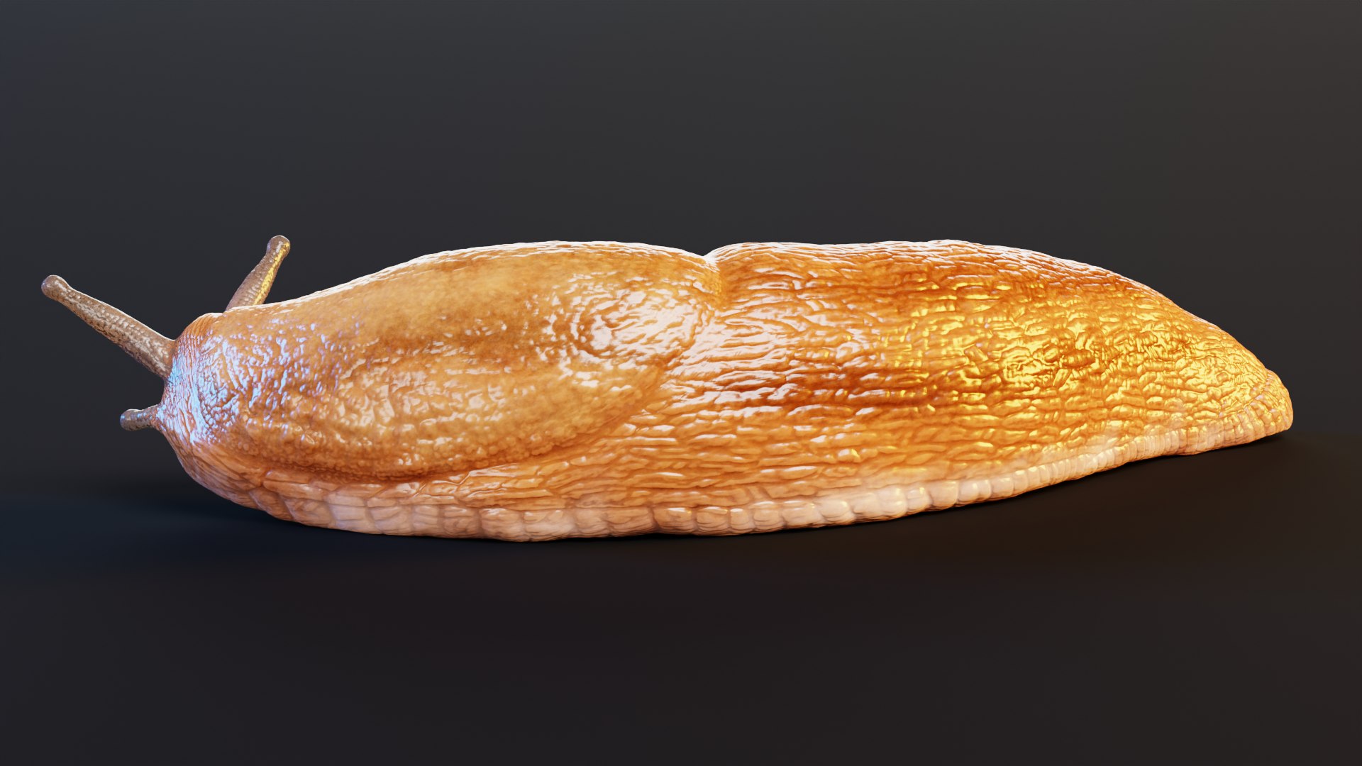 3D Dusky Arion Rigged Animation - TurboSquid 1672876