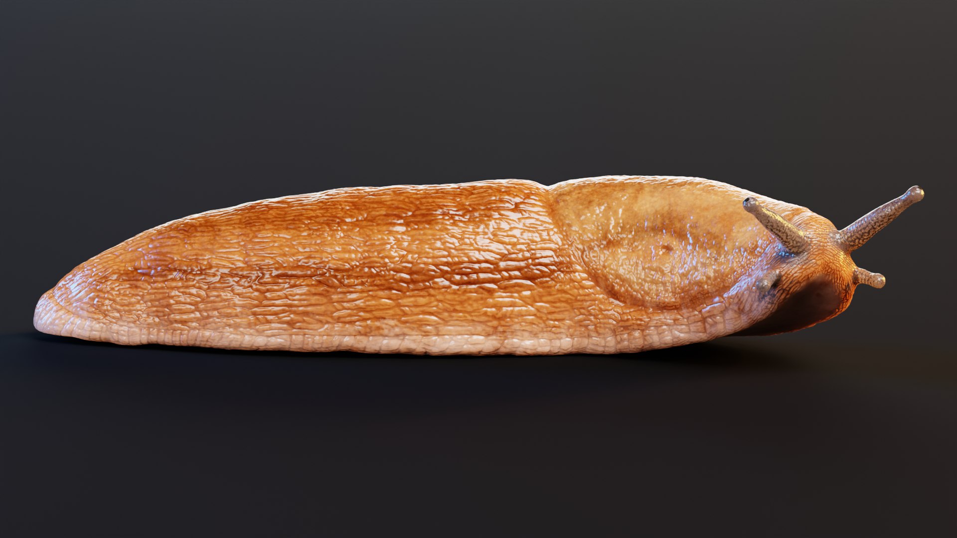 3D dusky arion rigged animation - TurboSquid 1672876