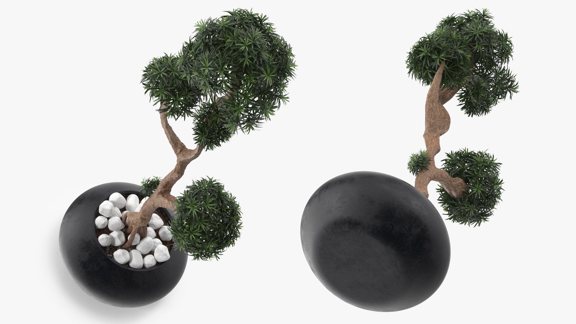 3D Model Podocarpus Small Tree In Pot - TurboSquid 1789461
