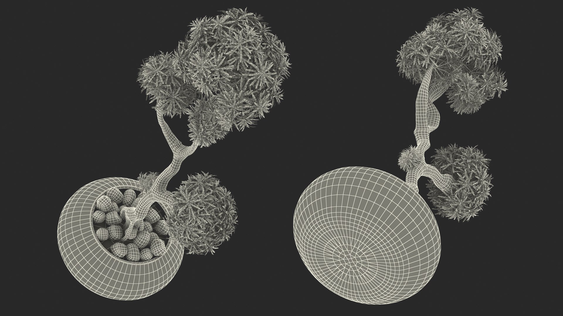 3D Model Podocarpus Small Tree In Pot - TurboSquid 1789461