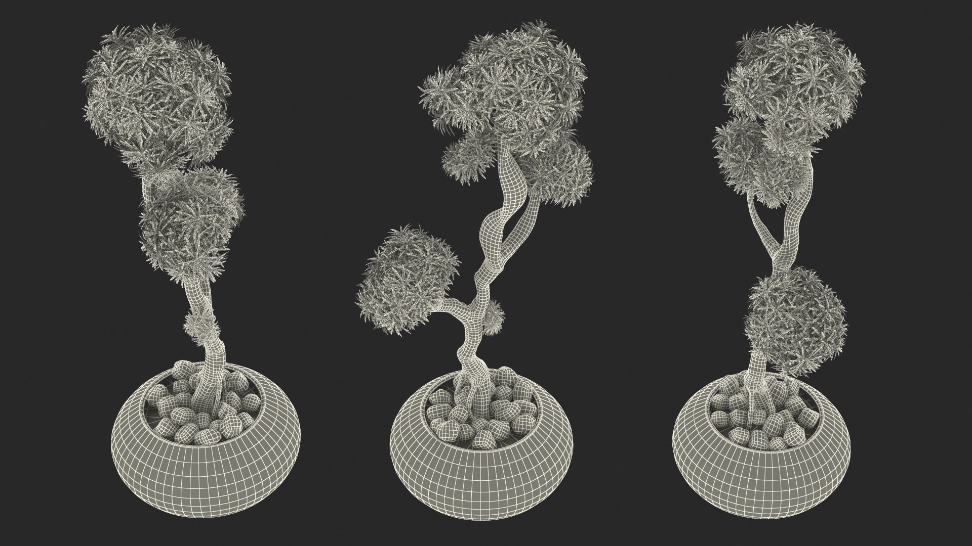3D Model Podocarpus Small Tree In Pot - TurboSquid 1789461