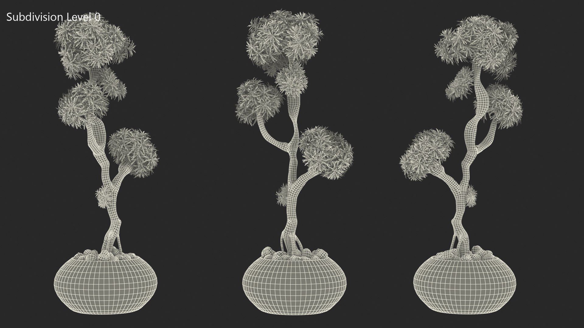 3D Model Podocarpus Small Tree In Pot - TurboSquid 1789461