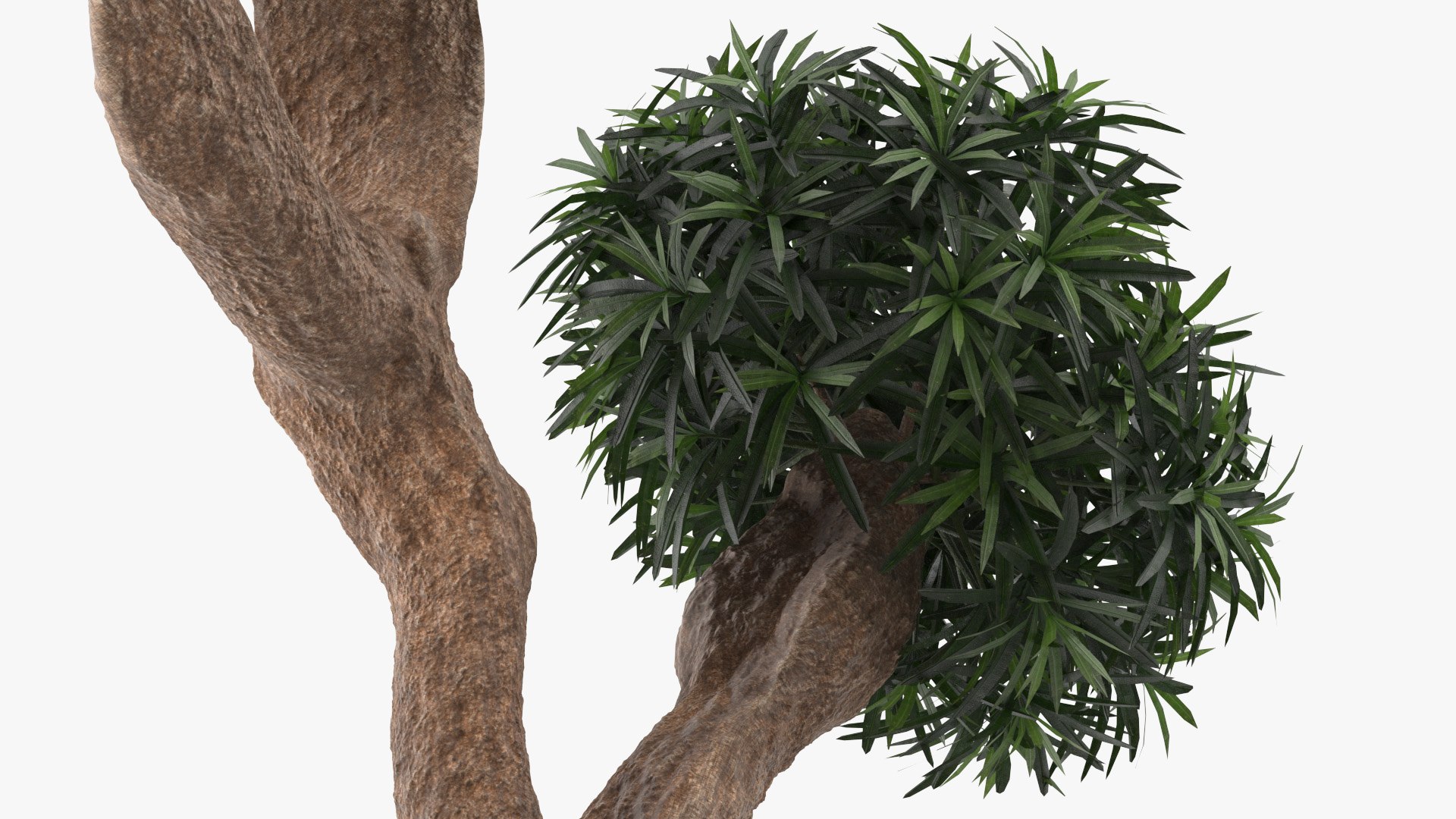 3D Model Podocarpus Small Tree In Pot - TurboSquid 1789461