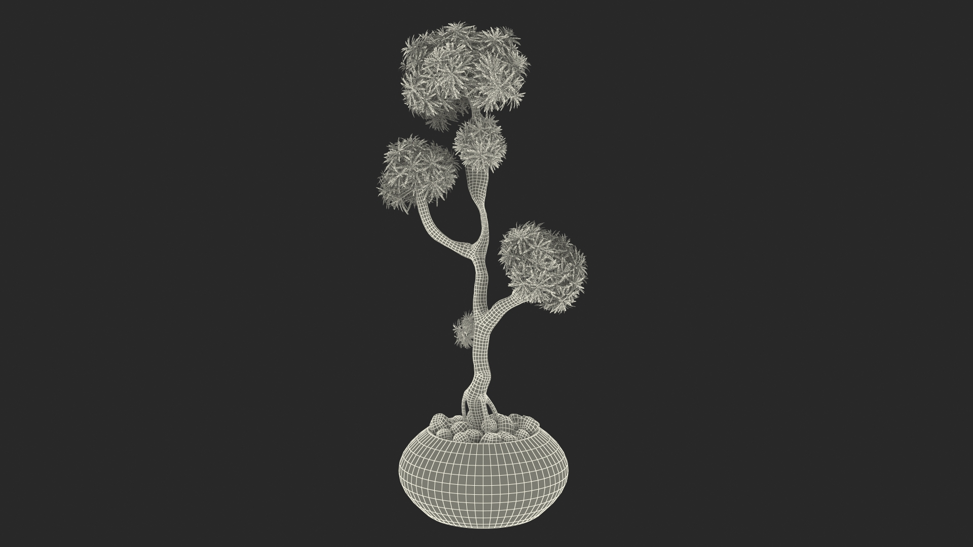 3D Model Podocarpus Small Tree In Pot - TurboSquid 1789461