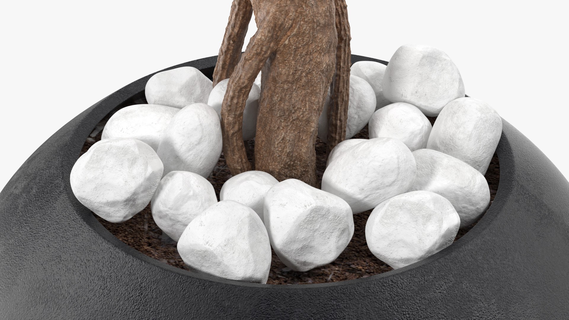 3D Model Podocarpus Small Tree In Pot - TurboSquid 1789461