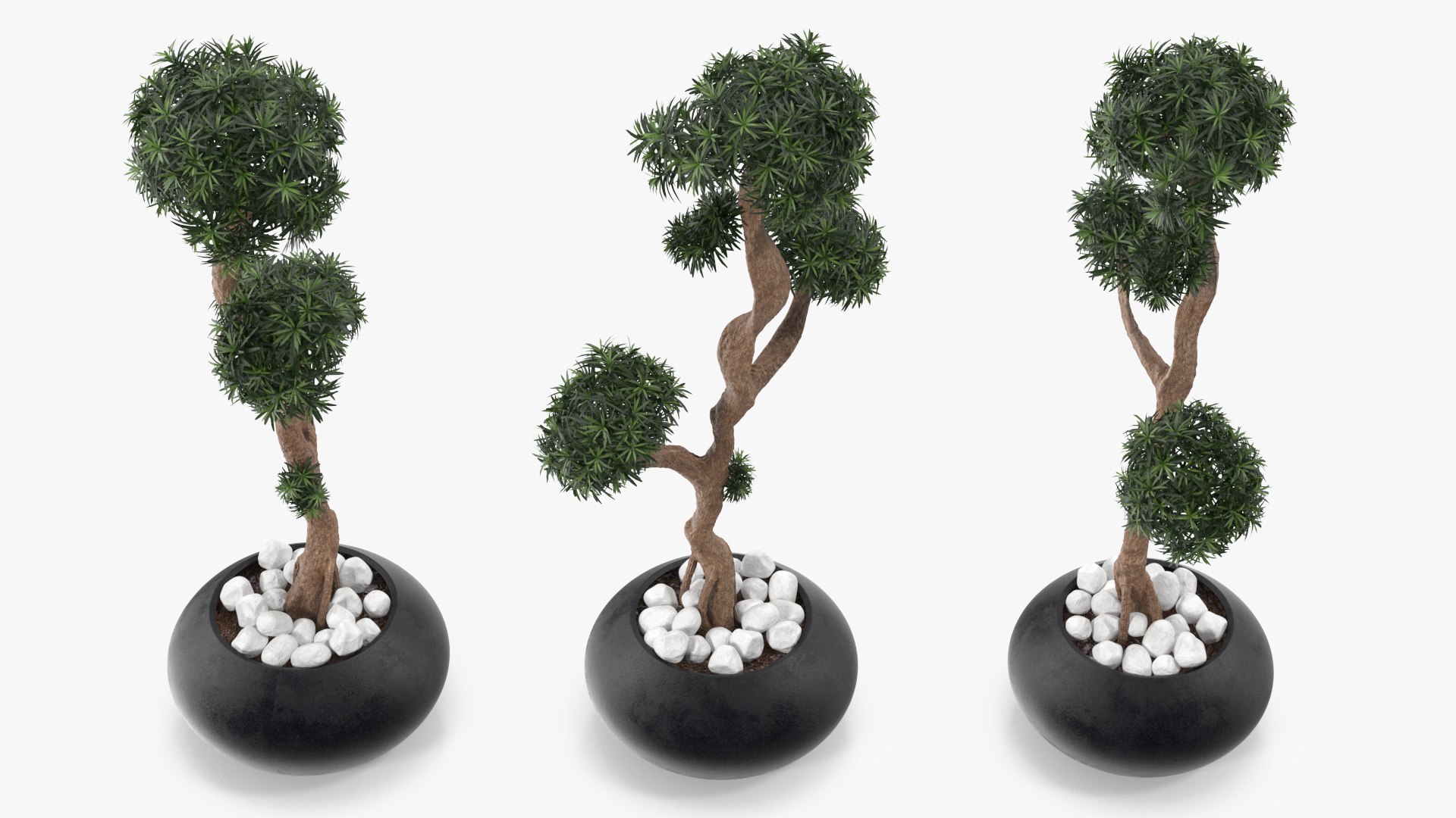 3D Model Podocarpus Small Tree In Pot - TurboSquid 1789461