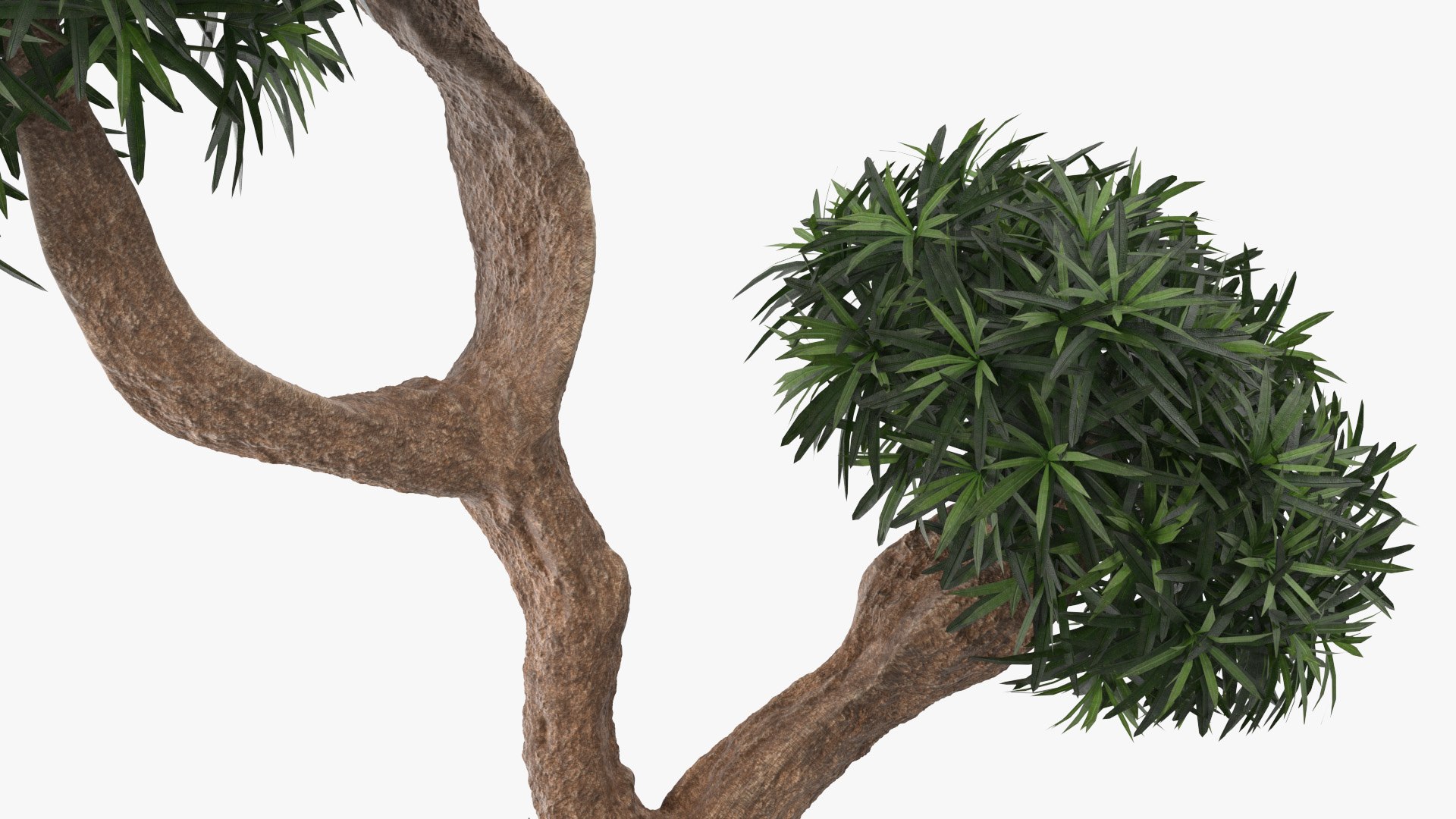 3D Model Podocarpus Small Tree In Pot - TurboSquid 1789461