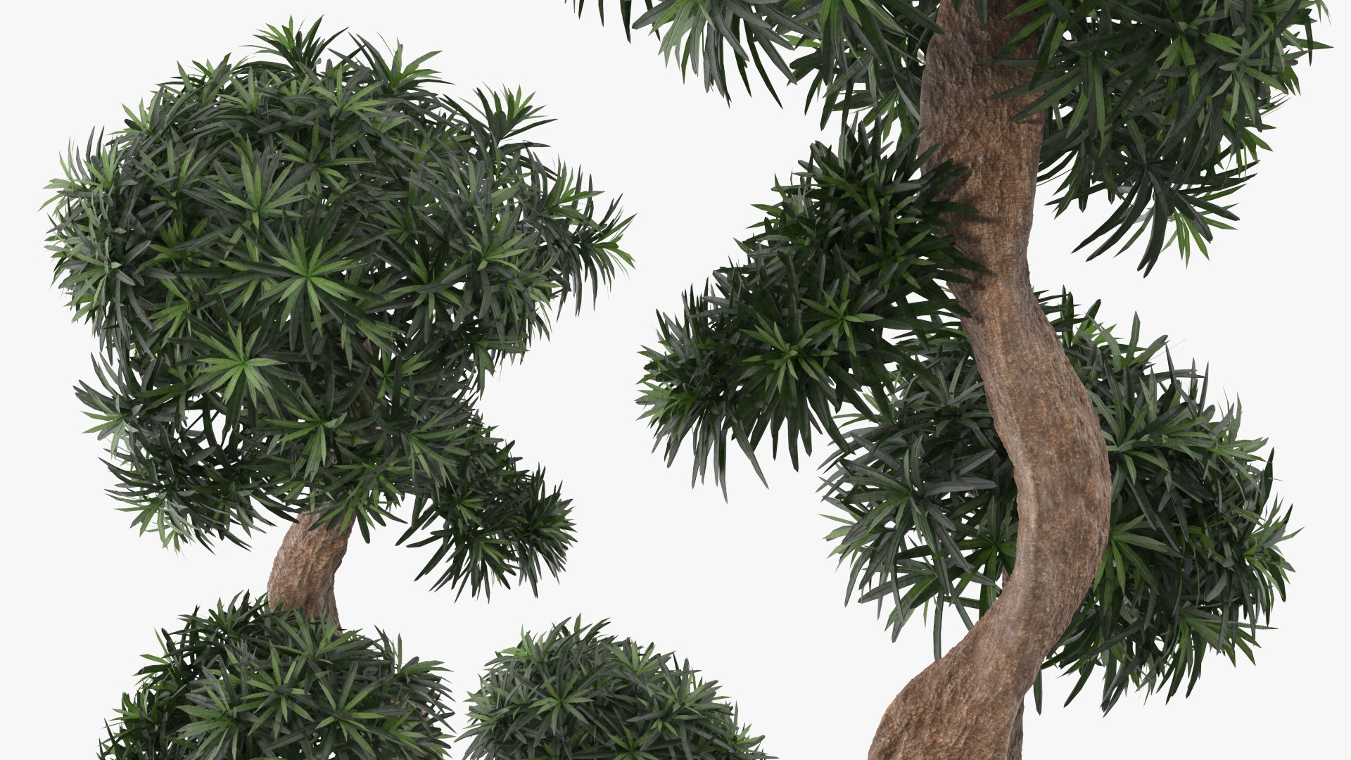 3D Model Podocarpus Small Tree In Pot - TurboSquid 1789461