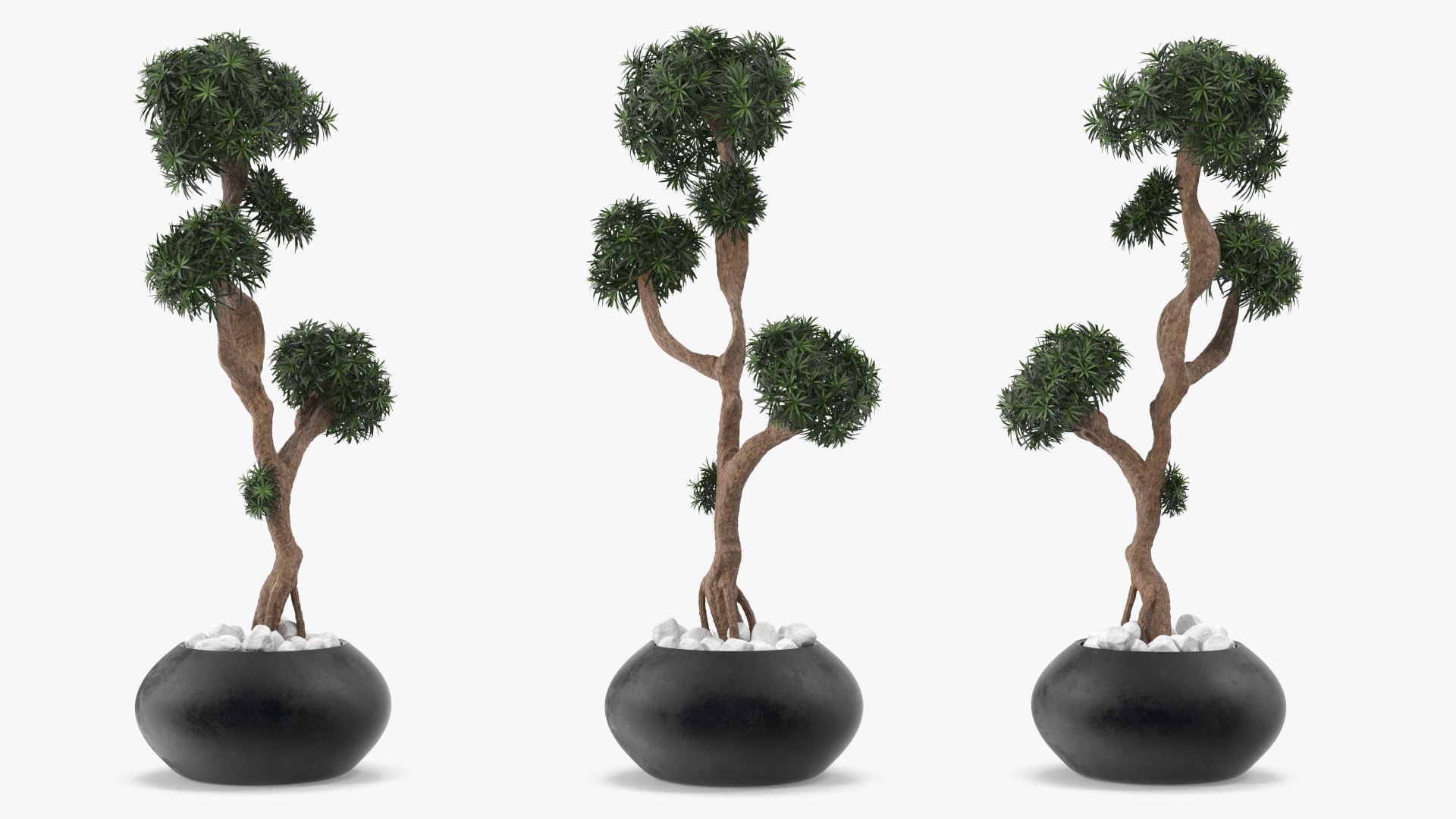 3D Model Podocarpus Small Tree In Pot - TurboSquid 1789461