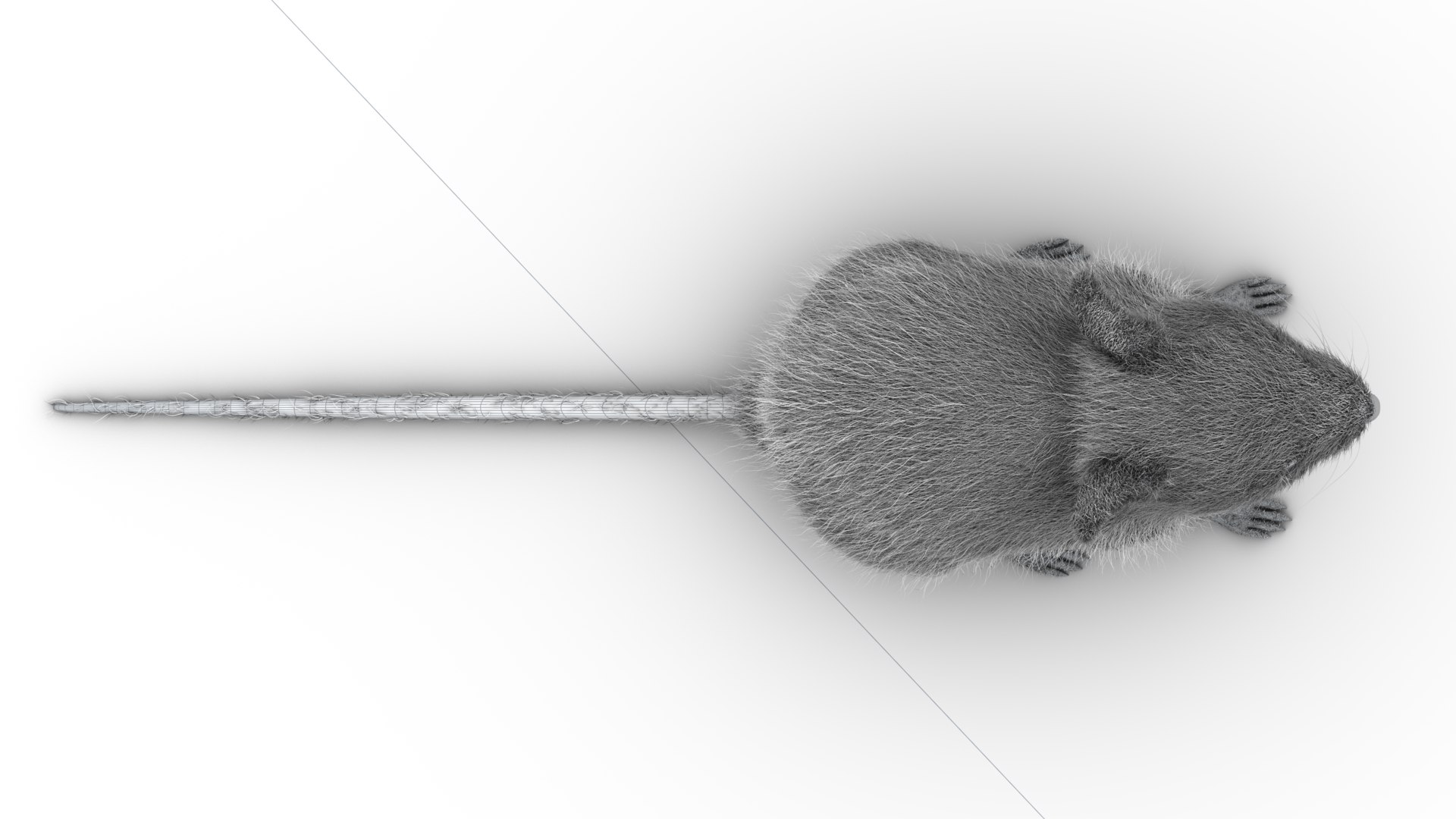 3D Grey Mouse - Fur - TurboSquid 1301416
