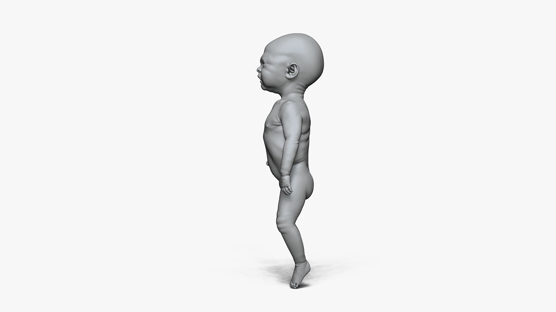 3D Model Anatomy Of Newborn Unisex - TurboSquid 1907117