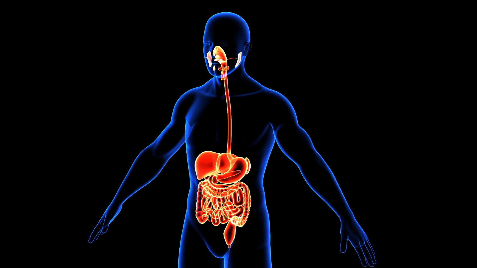 Male Anatomy Blue and Orange Transparent Shader model - TurboSquid 2116359