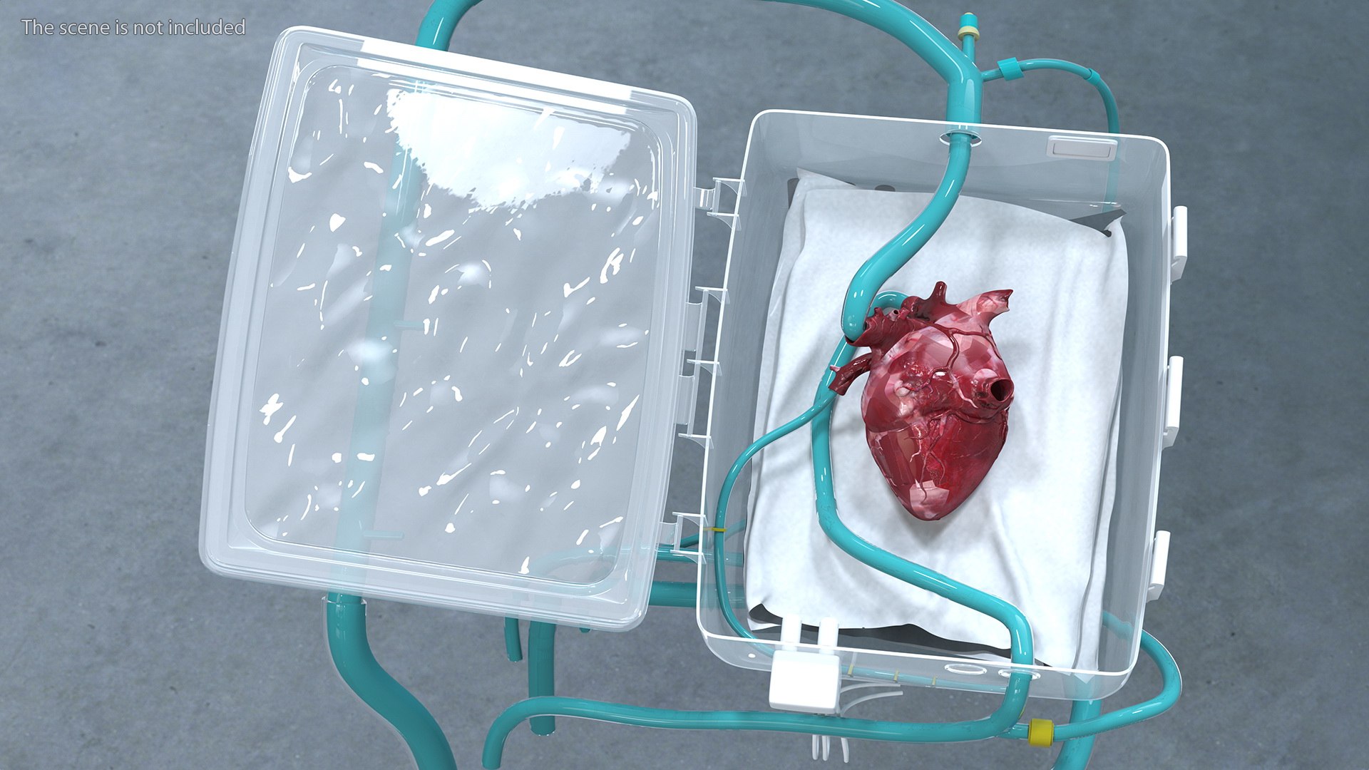 3D Heart In Organ Care Box Model - TurboSquid 1822438