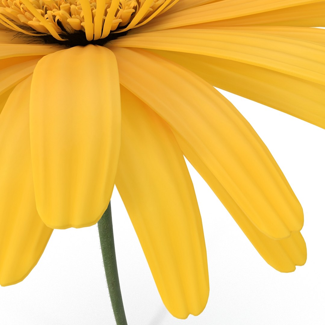 Yellow Daisy 3d C4d