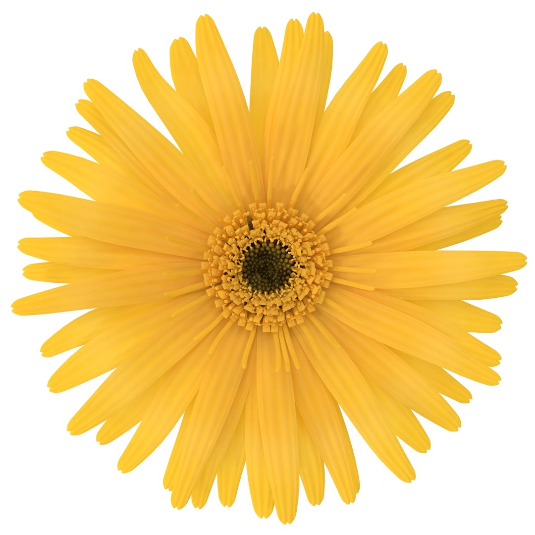 Yellow Daisy 3d C4d