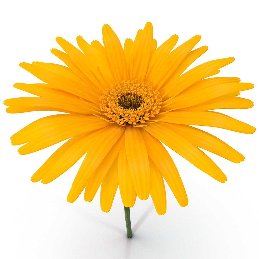 yellow daisy 3d c4d