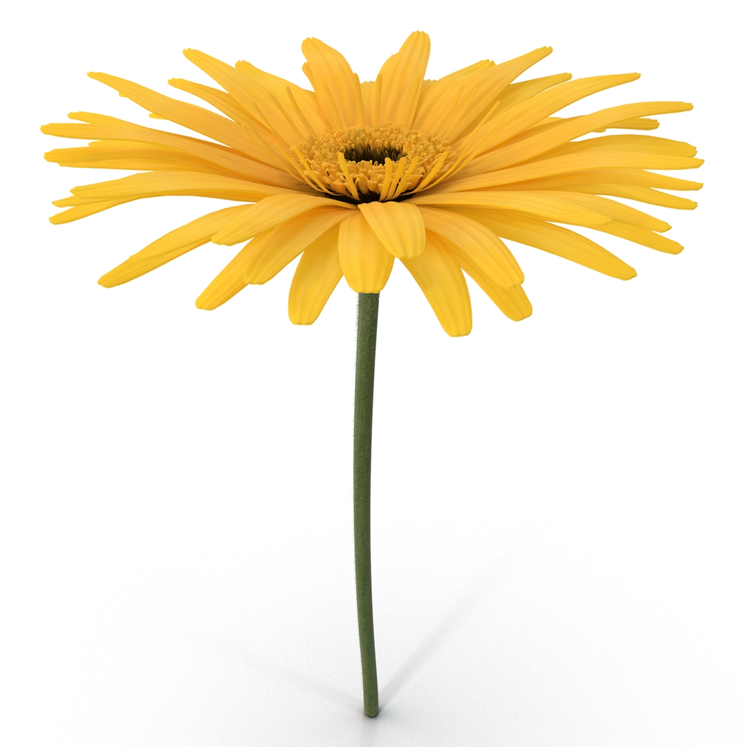 Yellow Daisy 3d C4d