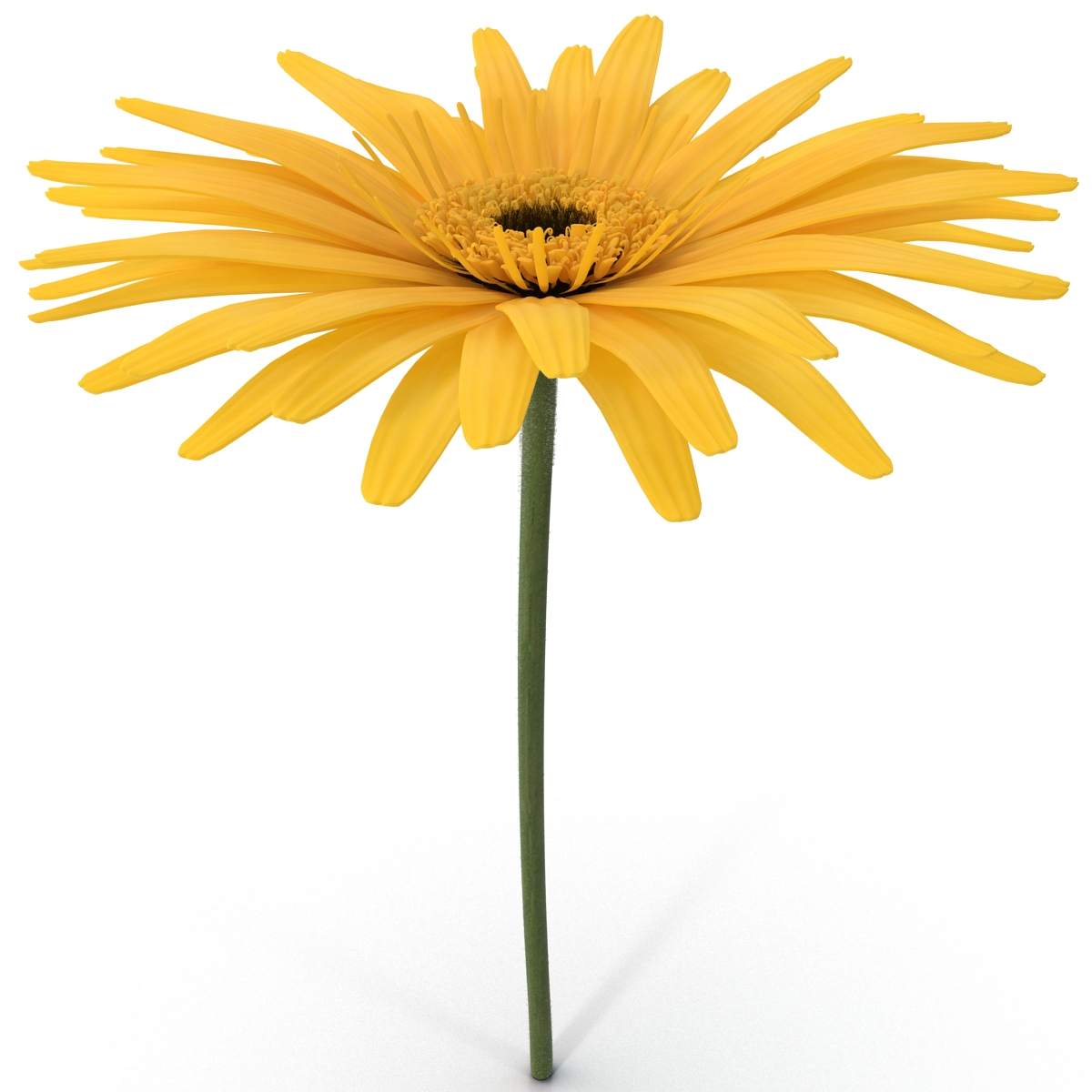 yellow daisy 3d c4d
