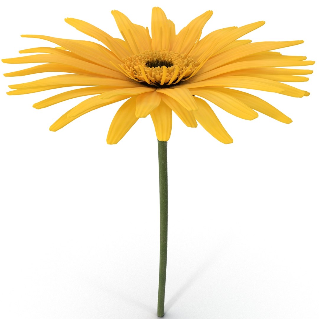 Yellow Daisy 3d C4d