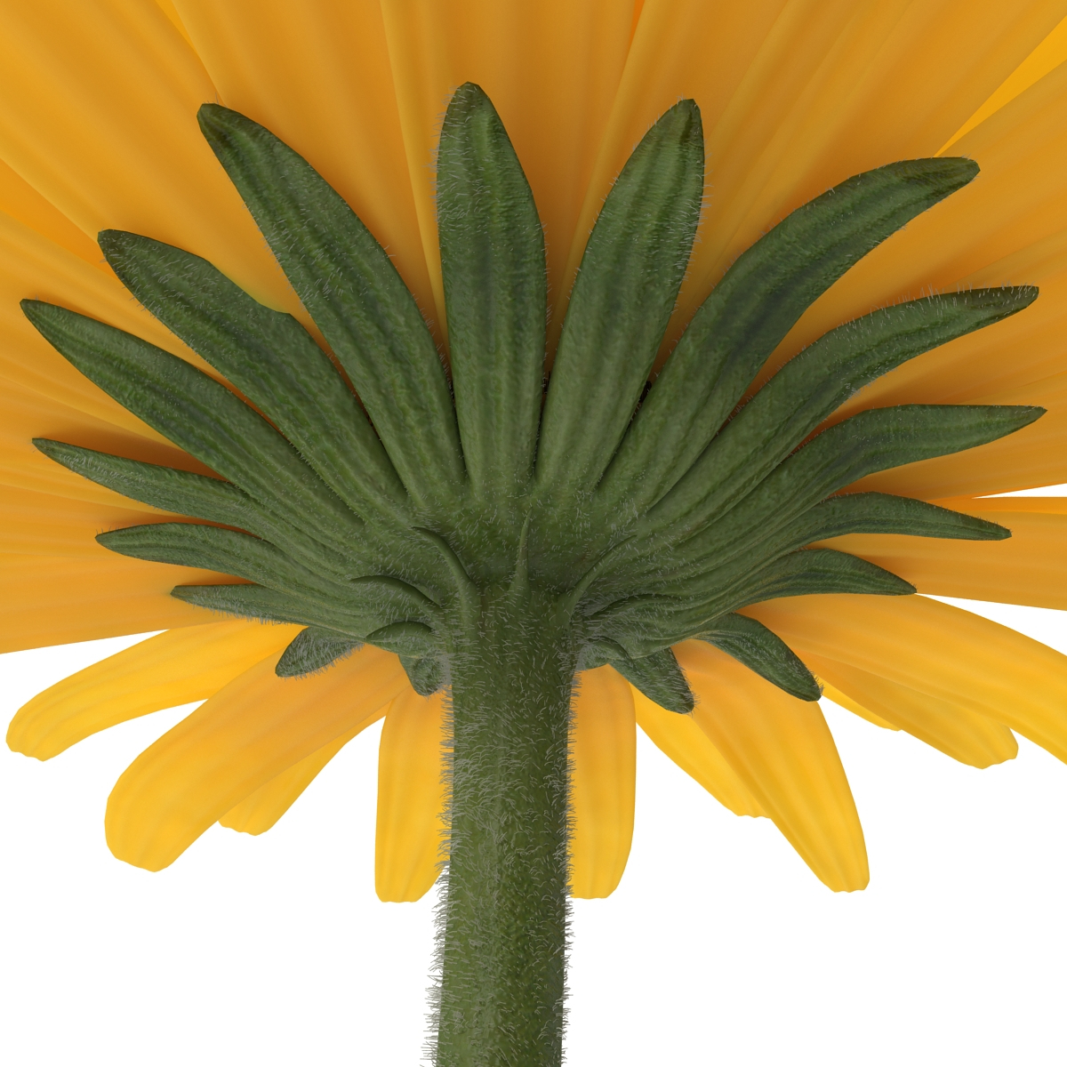 yellow daisy 3d c4d